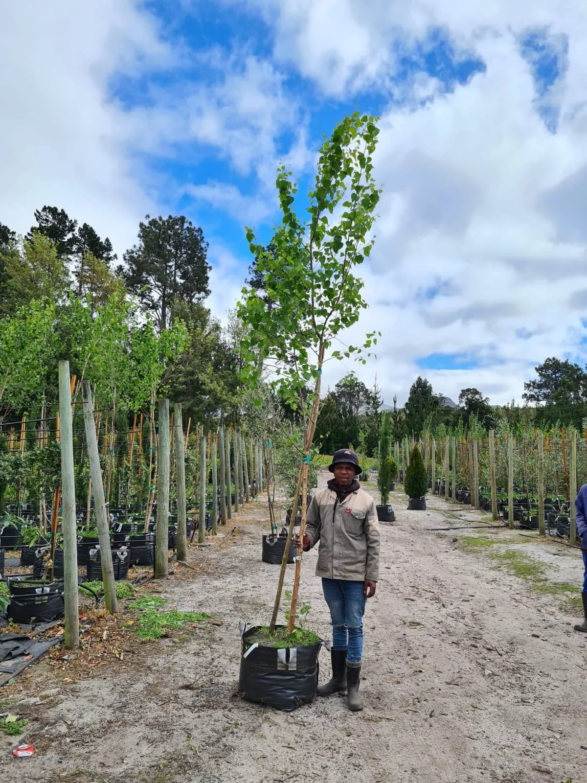 Betula Pendula Alba 70lt - ClicknPlant Online Nursery Cape Town