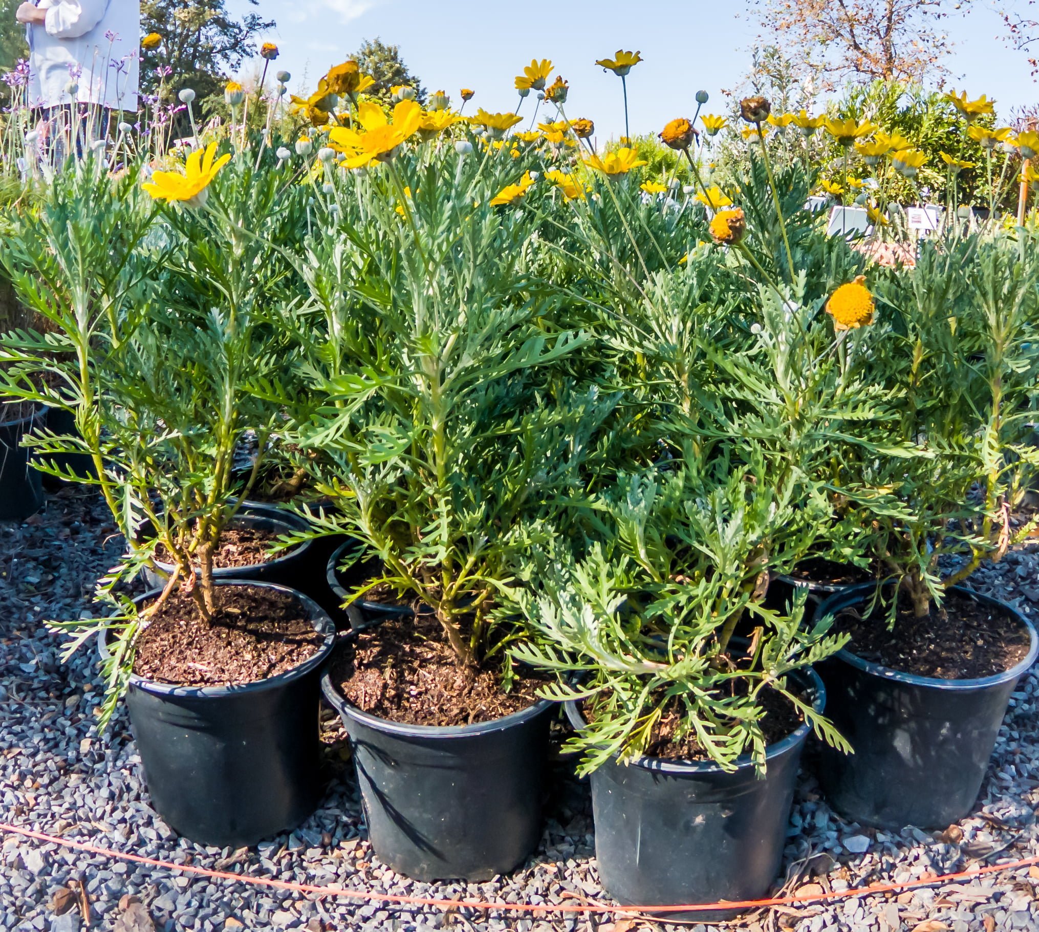 Euryops Pectinatus 15cm (Golden Daisy Bush) - ClicknPlant Online ...