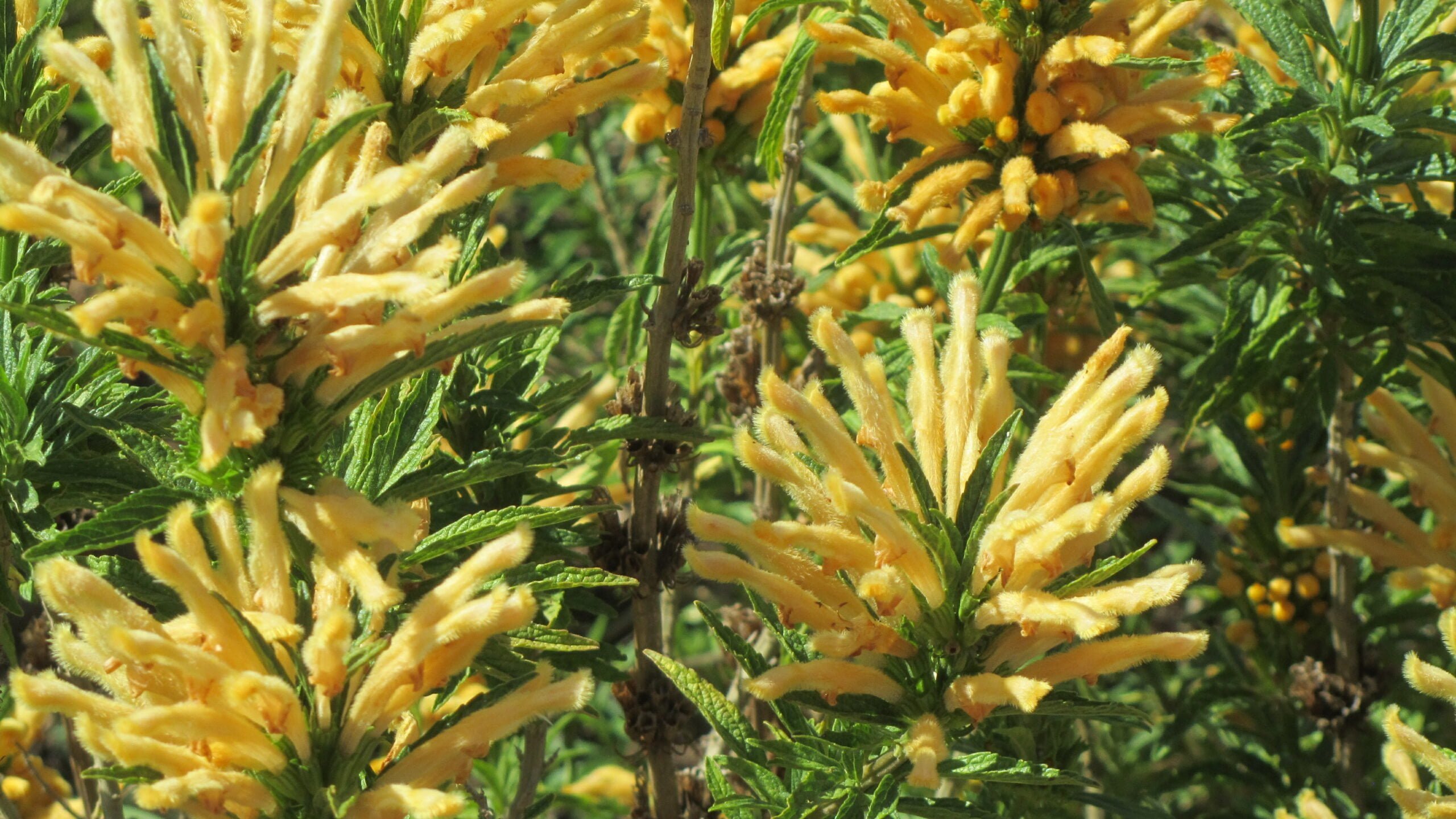 Leonotis Leonurus (Yellow) 17cm Pot