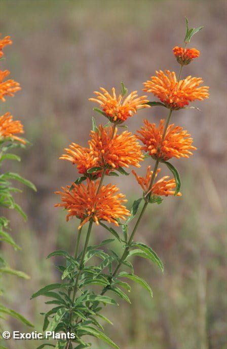 Leonotis Ocymifolia 17cm Pot