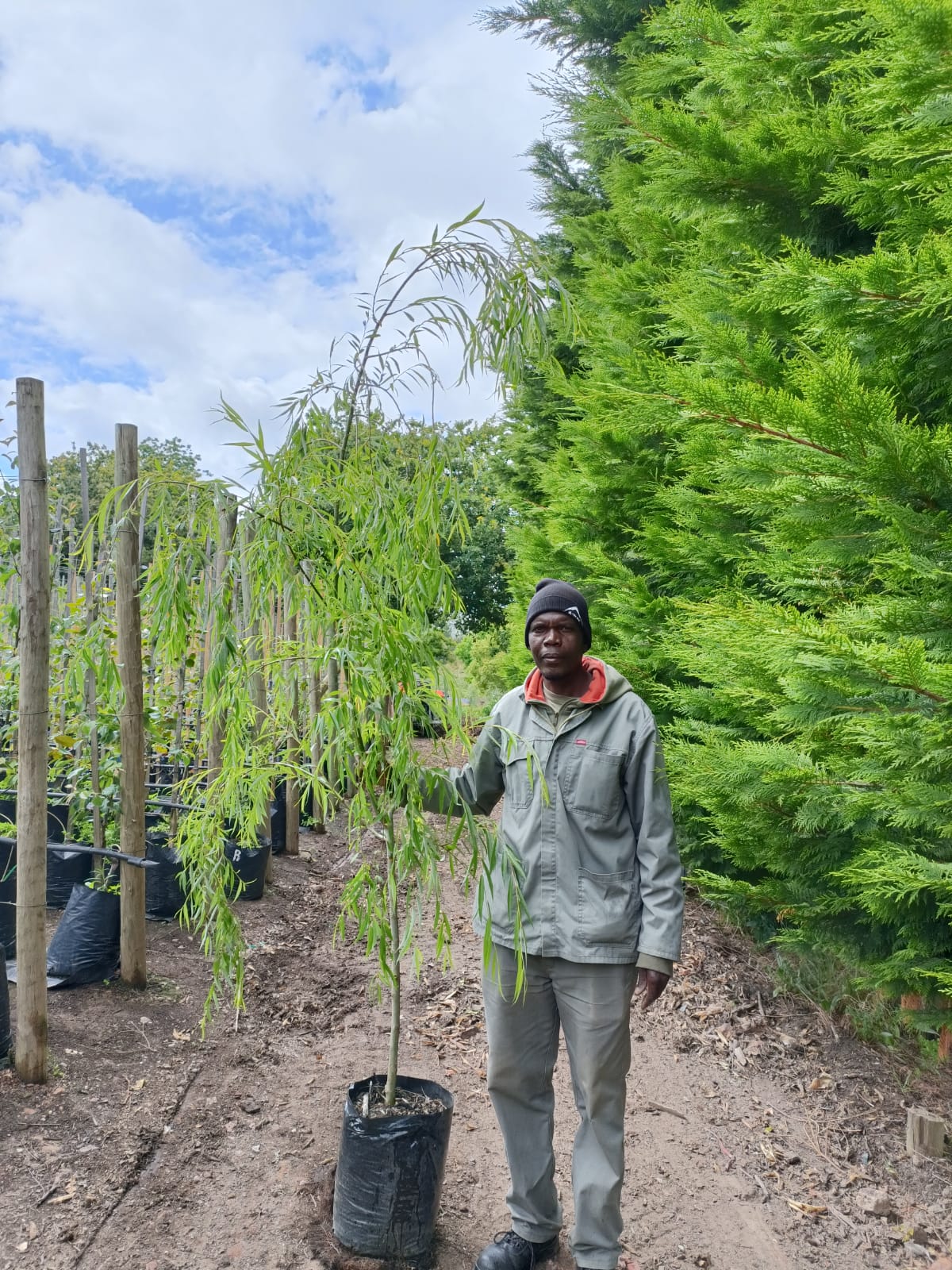 Weeping Willow Tree 20lt - ClicknPlant Online Nursery Cape Town