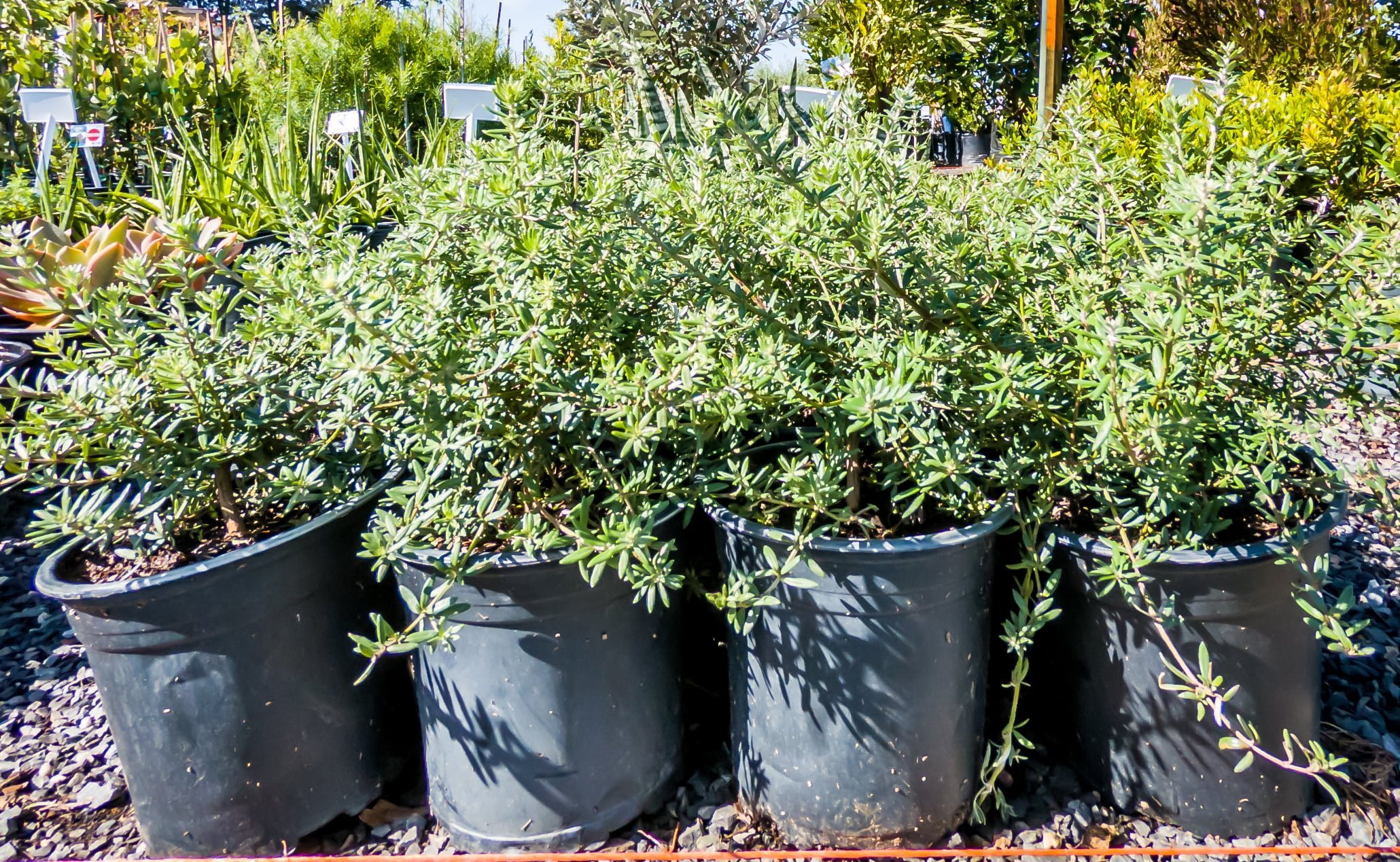 Westringia Fruticosa White 4lt