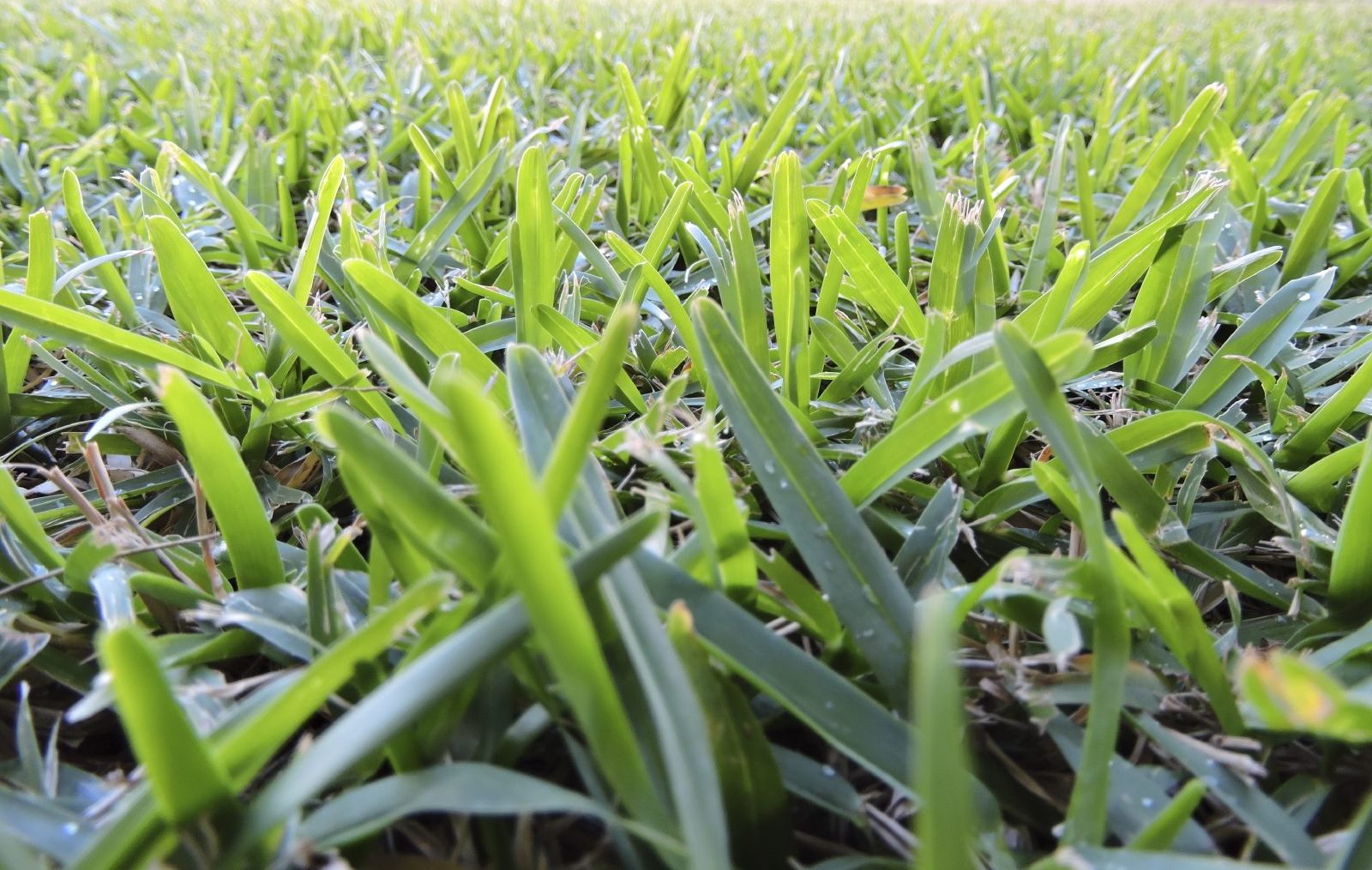 Buffalo Grass 200 Plug Tray - ClicknPlant Online Nursery Cape Town