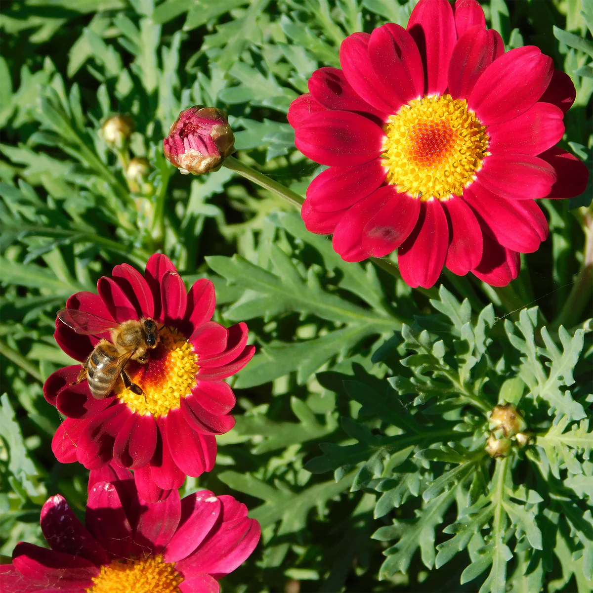 Argyranthemum Grand Daisy 30cm Pot - ClicknPlant Online Nursery Cape Town