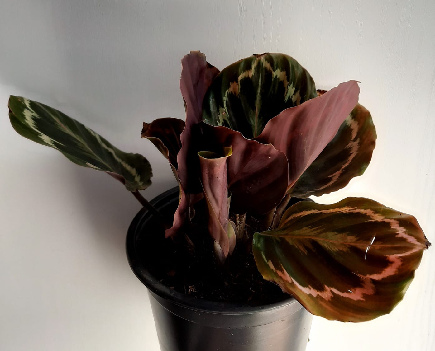 Calathea Roseopicta Green Pink 14cm - ClicknPlant Online Nursery Cape Town