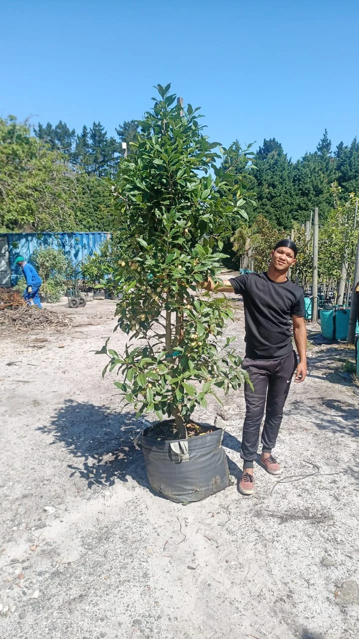 Cassine Crocea 70lt - ClicknPlant Online Nursery Cape Town