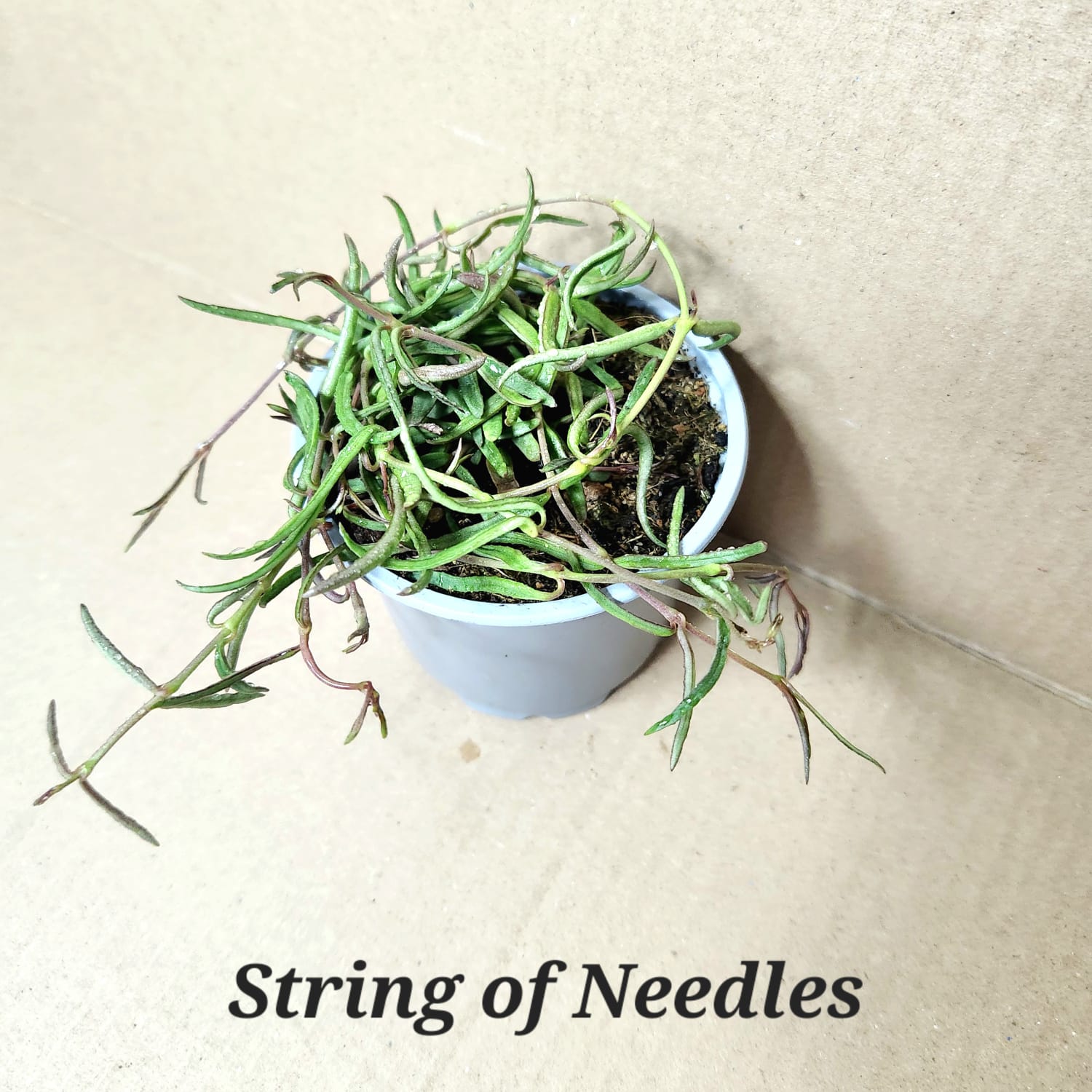 String of Needles 9cm Pot - ClicknPlant Online Nursery Cape Town